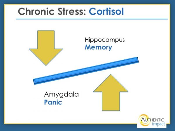 How stress effects our memory