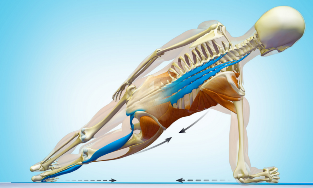 Deep longitudinal system & core stabilisation - Part 4