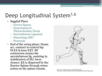 Deep longitudinal system & core stabilisation - Part 4