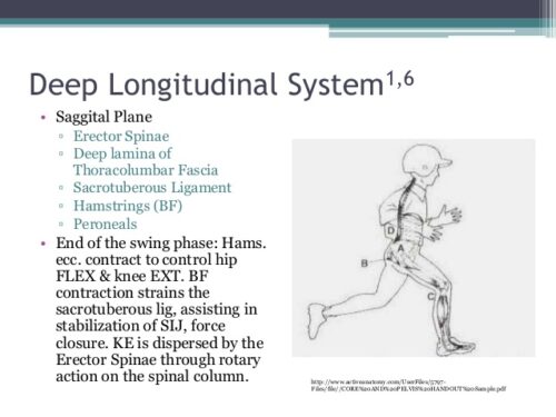 Deep longitudinal system & core stabilisation - Part 4