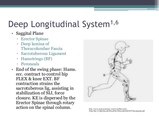 Deep longitudinal system & core stabilisation - Part 4