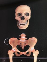 The hip, jaw, gut & immune system connection