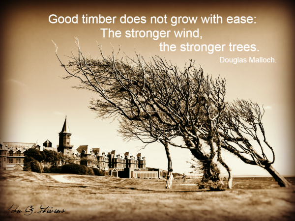 The strongest trees grow in the strongest winds - Yoga Anatomy in ...