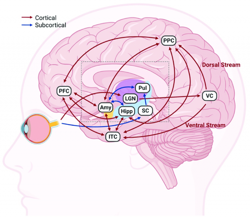 Are emotion and vision connected? - Yoga Anatomy in Manchester a ...